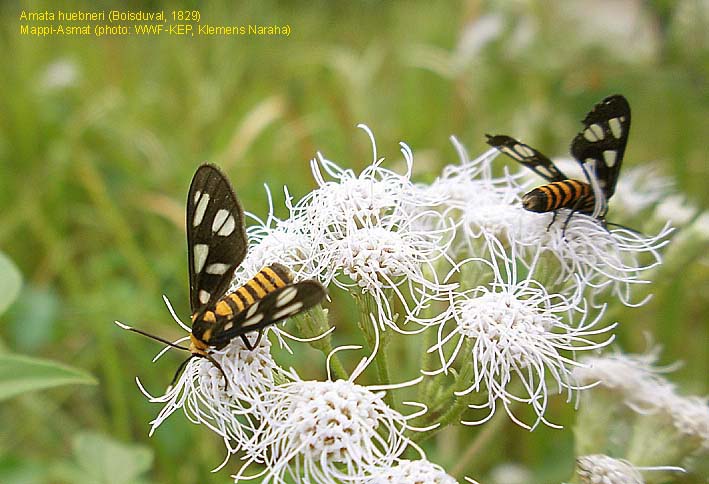 Papua Insects Foundation (Lepidoptera/Erebidae(Arctiinae/Syntomini ...